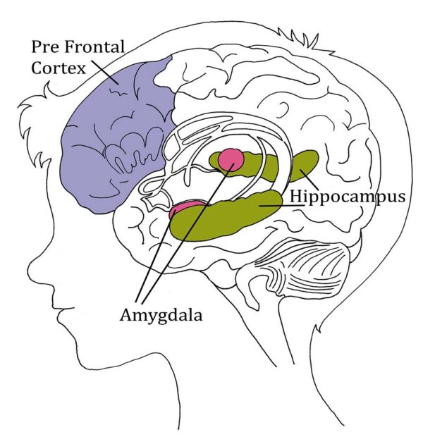 Research – Peace of Mind Program